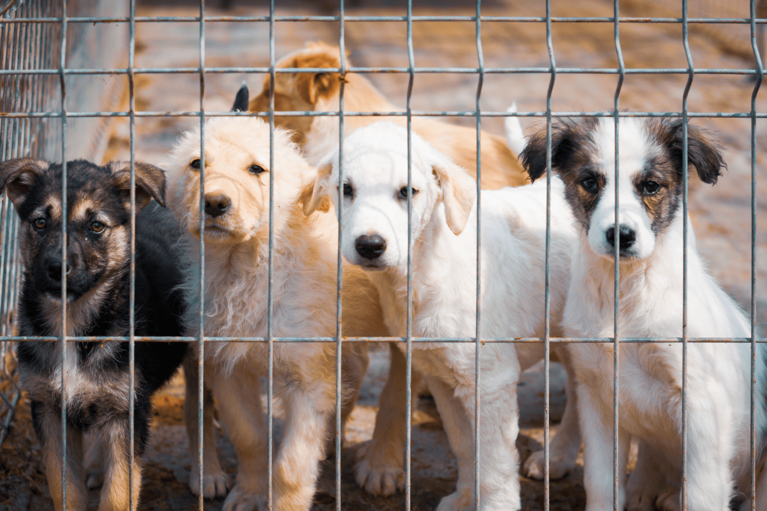 4 Paws 4 Life | About Us
