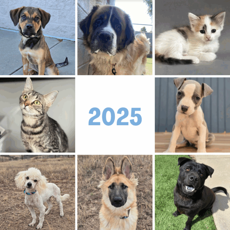 The 3-3-3 Rule for Dogs After Adoption | 4 Paws 4 Life