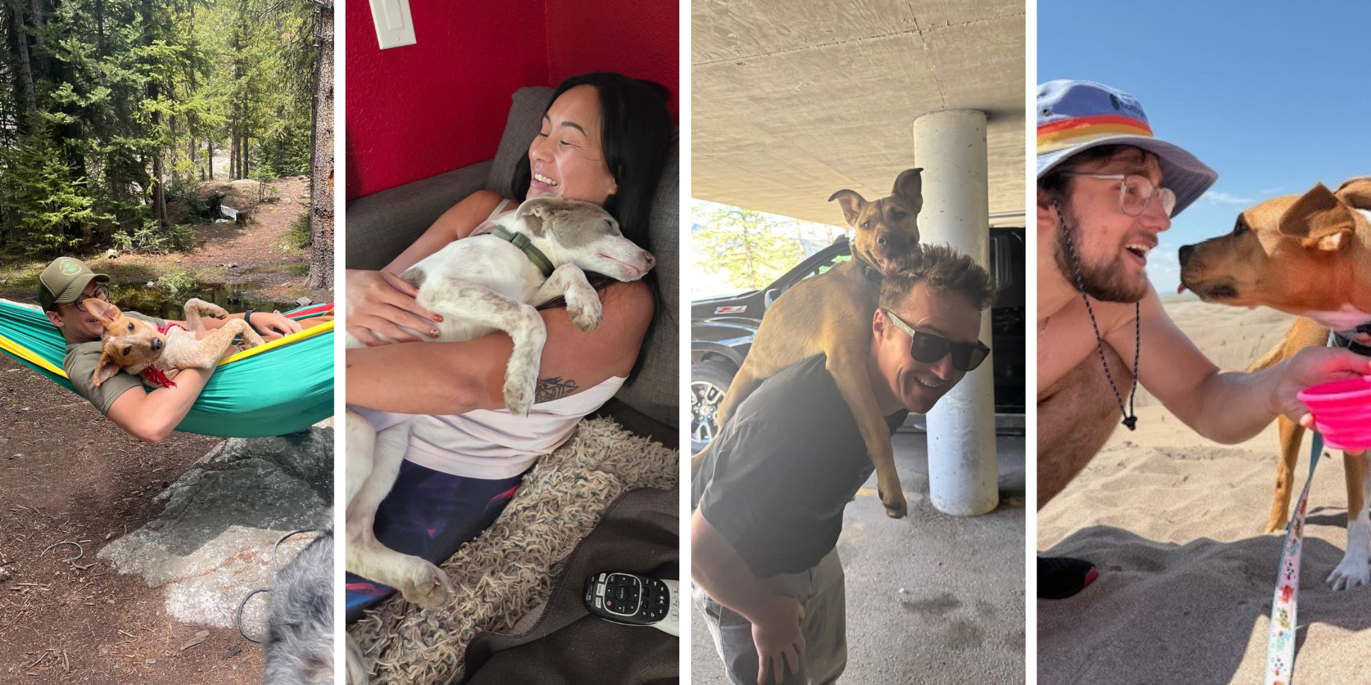 The 3-3-3 Rule for Dogs After Adoption | 4 Paws 4 Life